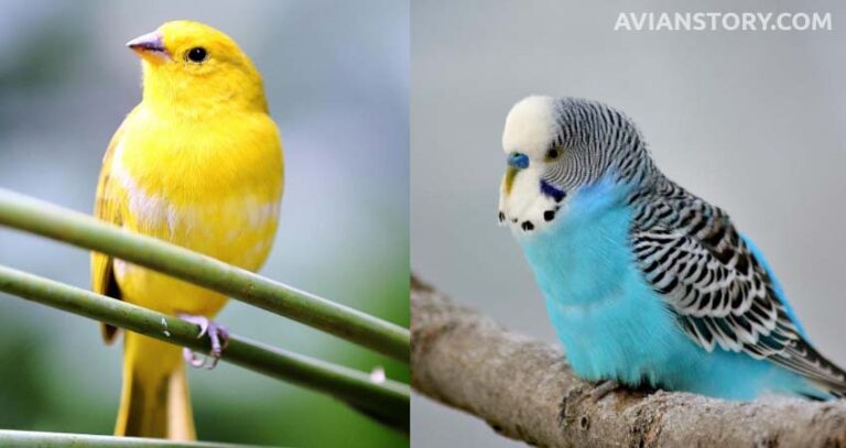 Can Parakeets And Canaries Live Together?