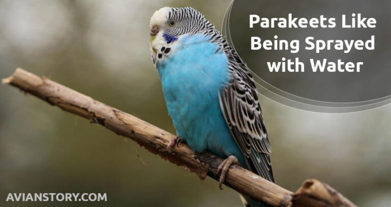 Do Parakeets Like Being Sprayed With Water? - Avian Story