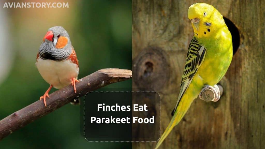 Can Finches Eat Parakeet Food? - Avian Story