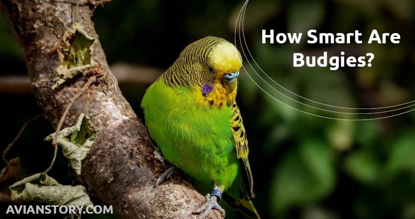 How Smart Are Budgies?