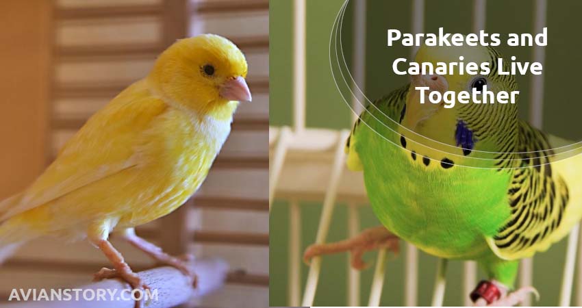 Can Parakeets And Canaries Live Together?