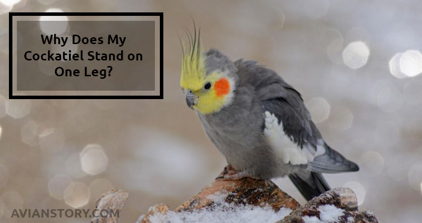 Why Does My Cockatiel Stand On One Leg?- [Solved!]