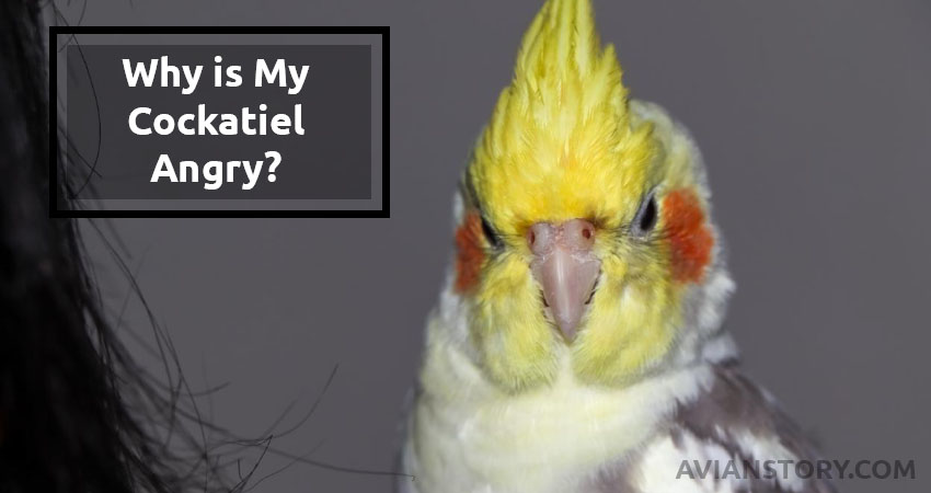Why Is My Cockatiel Angry? - How Can I Calm It Down?