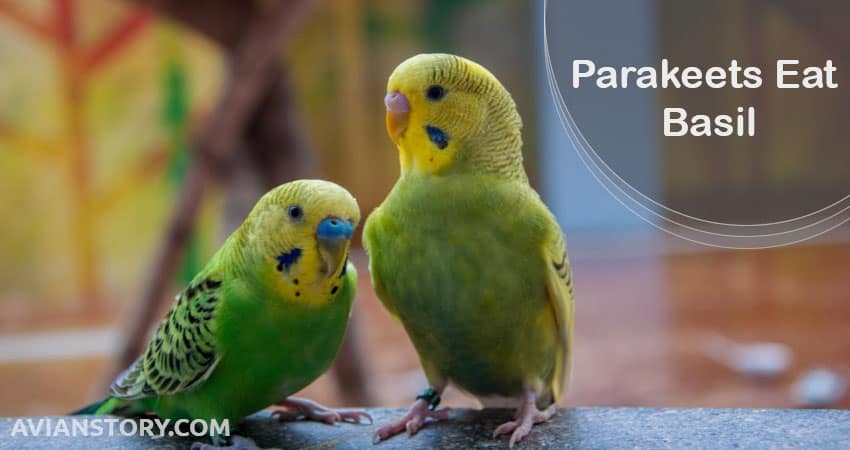 Can Parakeets Eat Basil? (How Much Is Safe?)