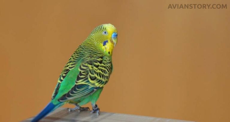 Can Parakeets Live Outside In A Cage?