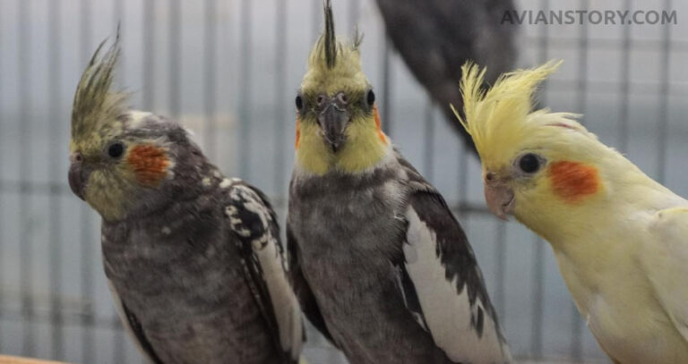 Are Cockatiels Colorblind? Know Your Pet Better!