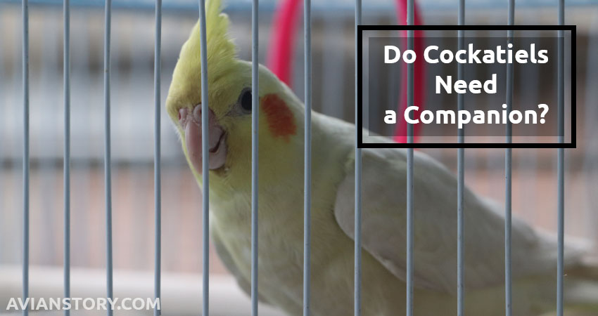 Do Cockatiels Need A Companion?