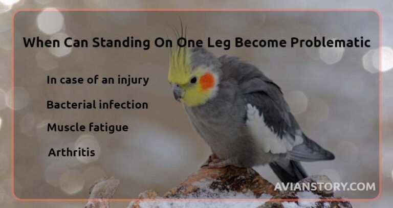 Why Does My Cockatiel Stand On One Leg?- [Solved!]
