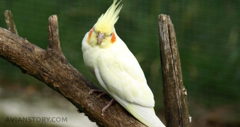 Why Is My Cockatiel Angry? - How Can I Calm It Down?