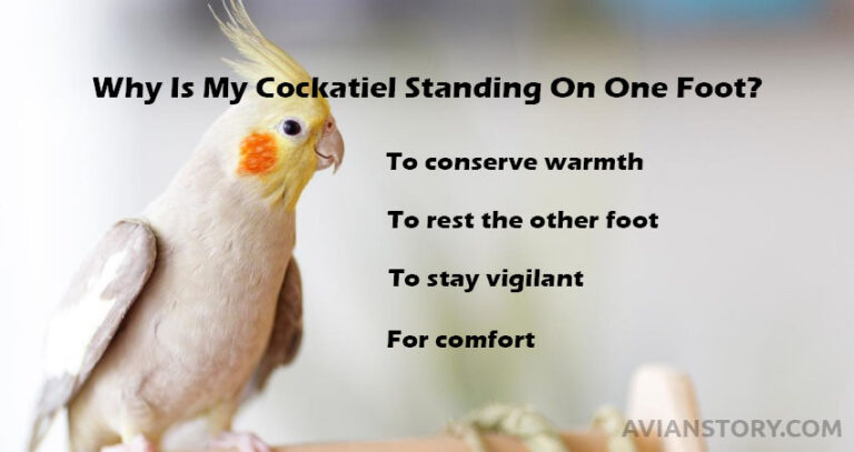 Why Does My Cockatiel Stand On One Leg?- [Solved!]