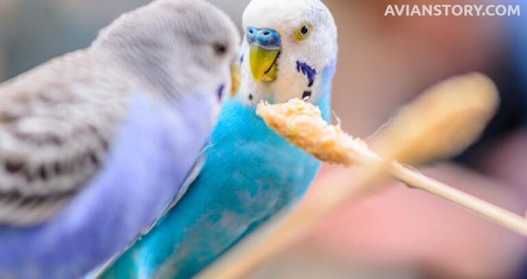 Do Budgies Mate For Life? Everything You Should Know!