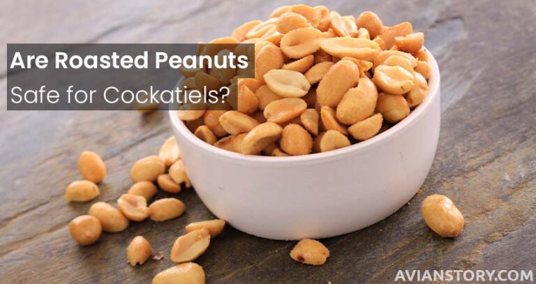 Can Cockatiels Eat Peanuts? [Addressing 5 Risks]