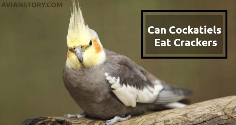 Cockatiel - Avian Story