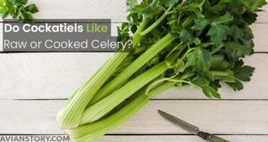 Can Cockatiels Eat Celery? How Do You Prepare It?
