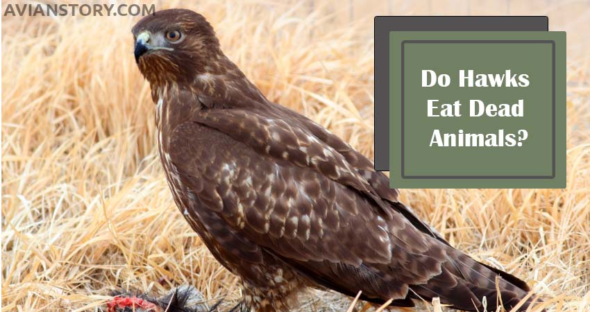 Do Hawks Eat Dead Animals? - Avian Story