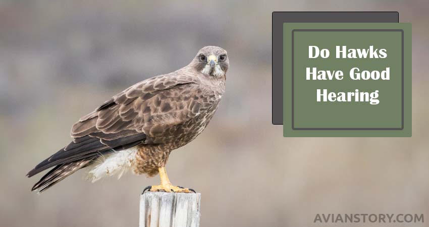 Do Hawks Have Good Hearing? How Far Away Can Hawks Hear?