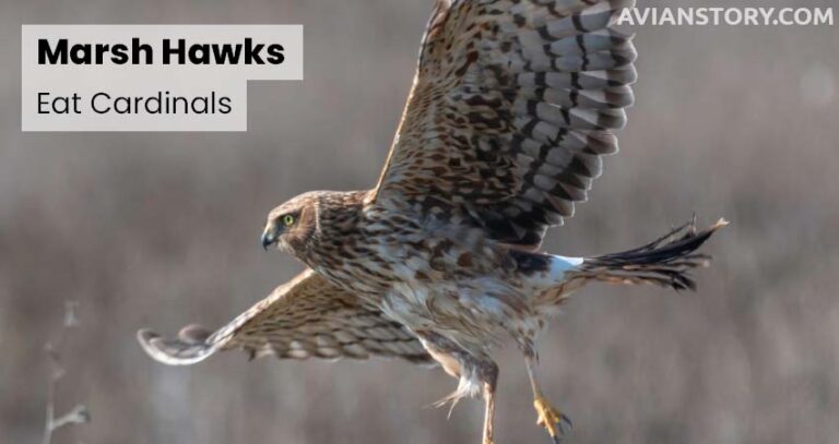 Do Hawks Eat Cardinals? [All You Need To Know]