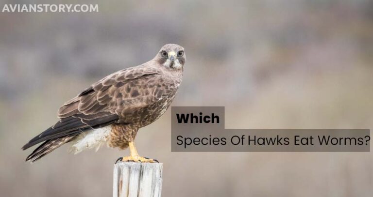 Do Hawks Eat Worms?