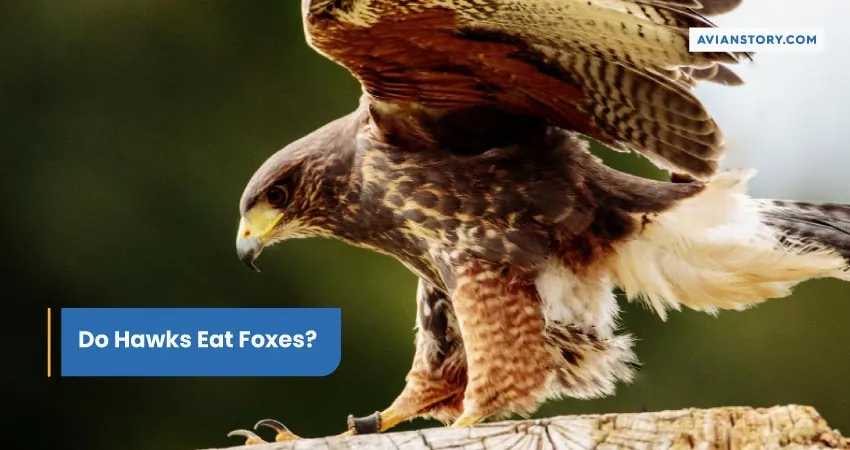 Do Hawks Eat Foxes? Explore The Surprising Facts Now!
