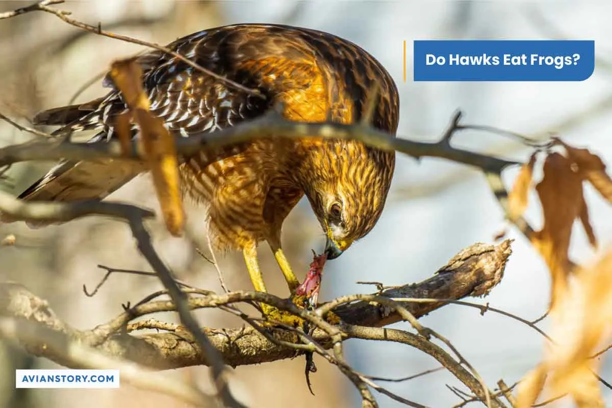 Do Hawks Eat Frogs?