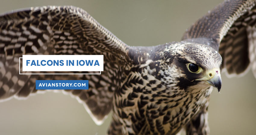 4 Species Of Falcons In Iowa (Pictures And Facts)