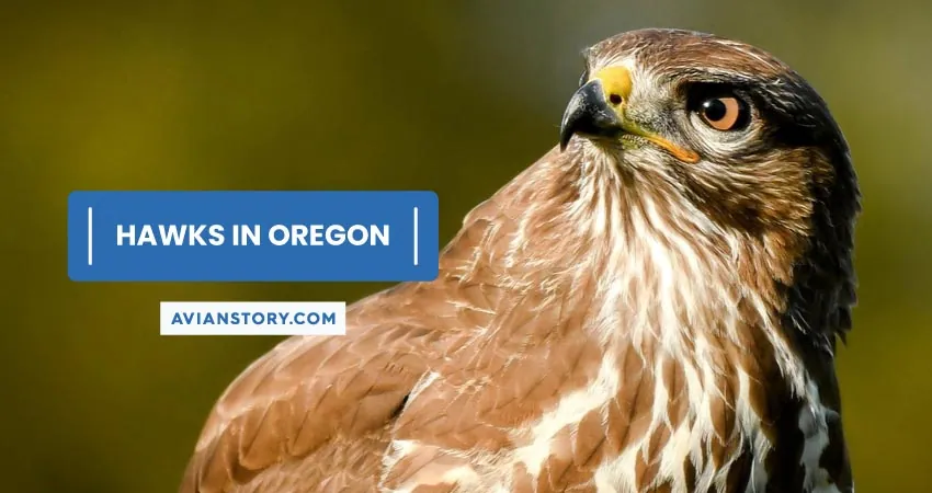 Are There Hawks In Oregon? How Many Species Can You Spot? - Avian Story