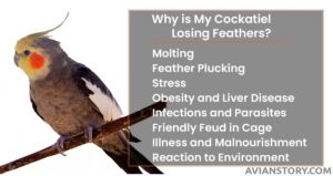 Why Is My Cockatiel Losing Feathers: Should I Be Worried?