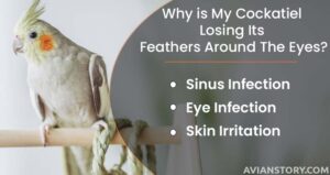 Why Is My Cockatiel Losing Feathers: Should I Be Worried?