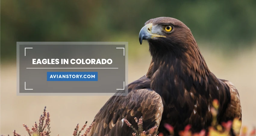Eagles In Colorado: What You Should Know About The Golden Eagle And ...