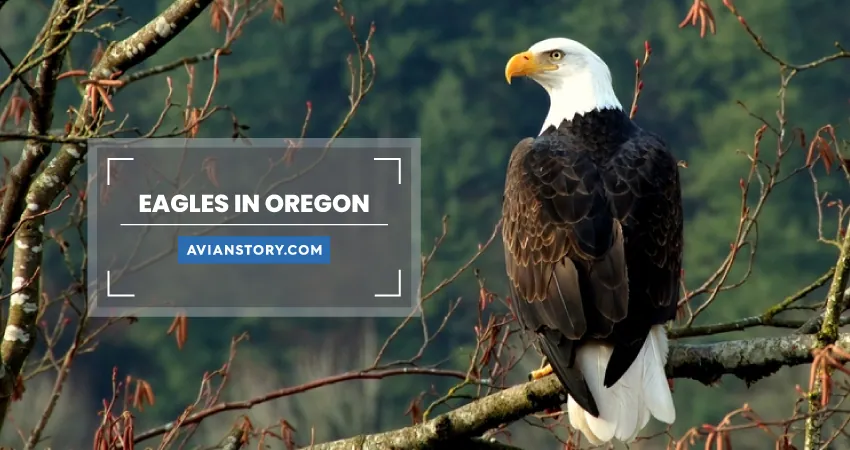 Eagles In Oregon: When And Where To Find Them