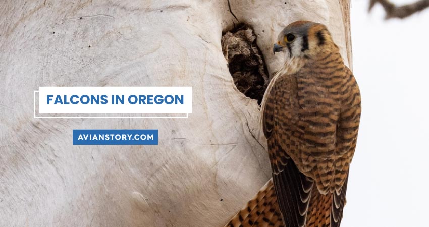 Here’s All You Need To Know About Falcons In Oregon!
