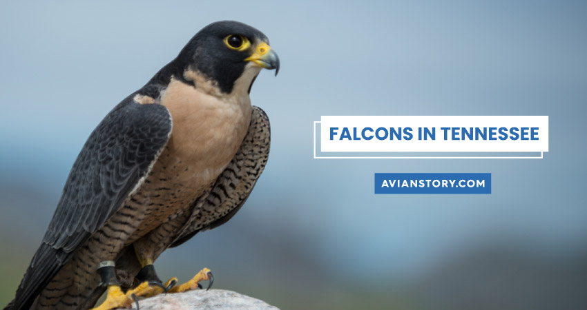 3 Types Of Falcons In Tennessee: An In-depth Exploration