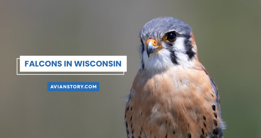 Falcons In Wisconsin: Identification, Species Profile, And More!