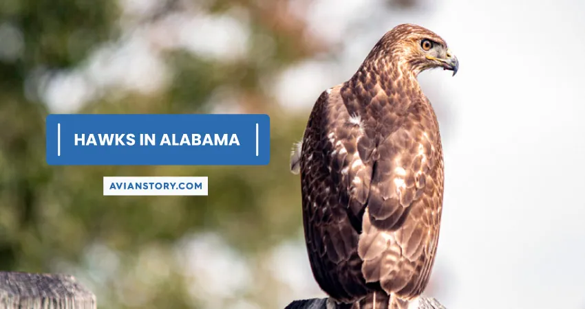 11 Types Of Hawks In Alabama (With Pictures)