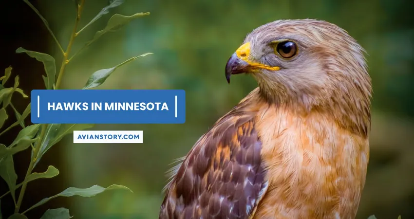 10 Types Of Hawks In Minnesota (Pictures)