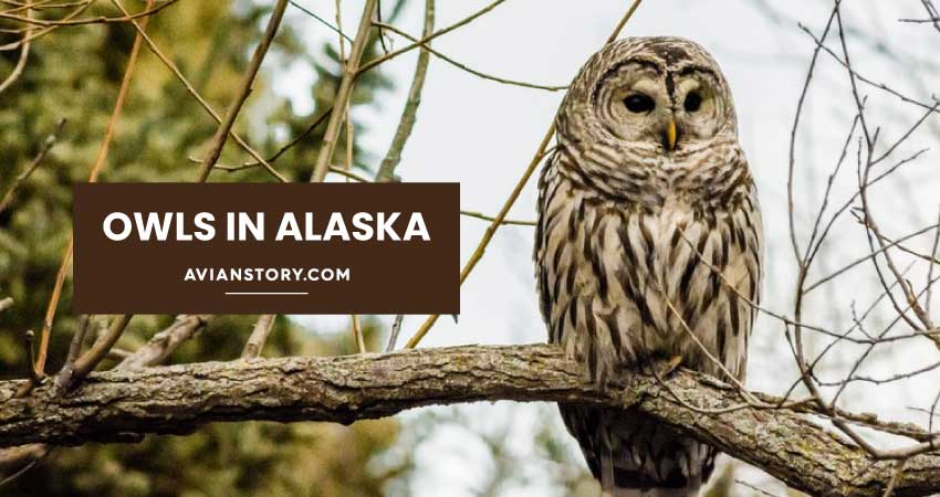 Owls In Alaska - An In Depth Guide