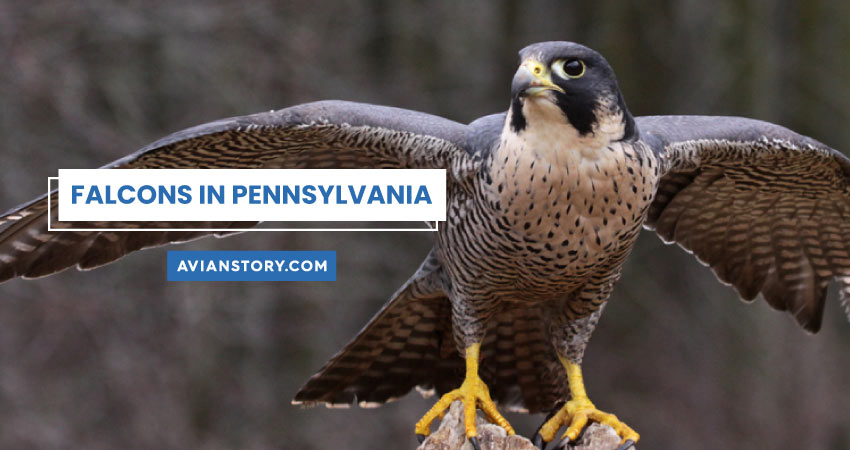 Falcons In Pennsylvania [3 Species With Pictures]