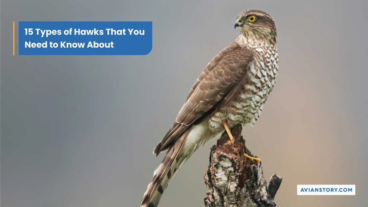 15 Types Of Hawks: Where To Find Them & Their Specialty?