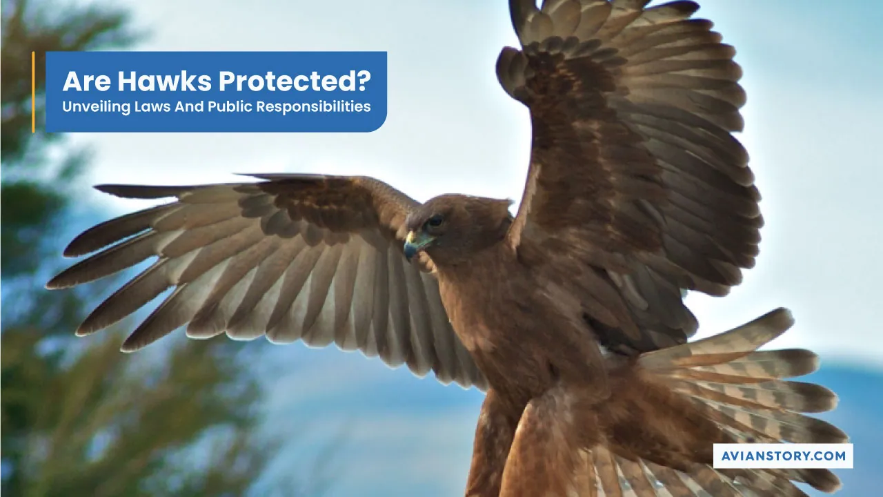 Are Hawks Protected? [Laws Vs. Public Responsibilities]