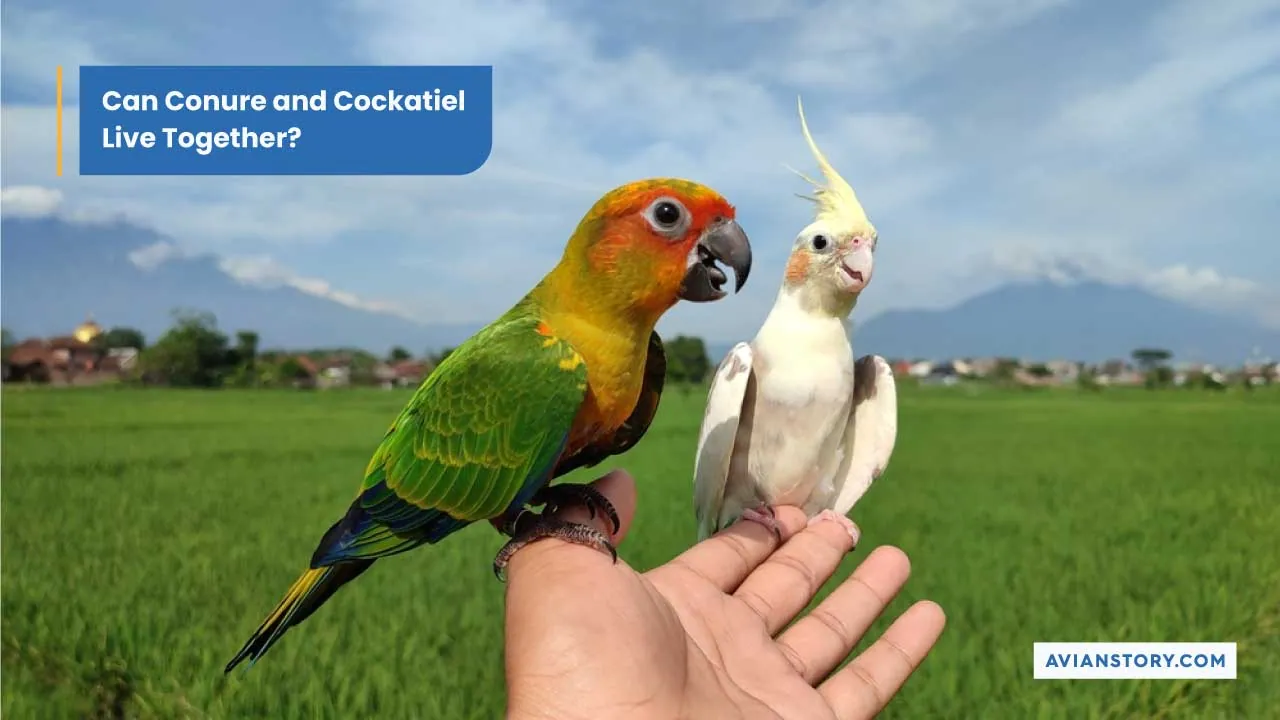 Can Conure And Cockatiel Live Together? A Complete Explanation!